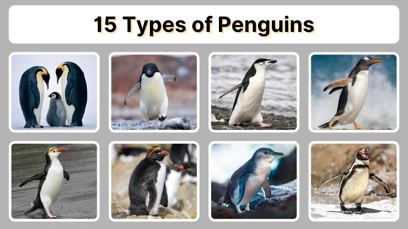 15 Types of Penguins: Identification with Pictures and Names