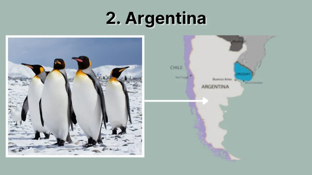 Where Do Penguins Live? 16 Common Places They Call Home