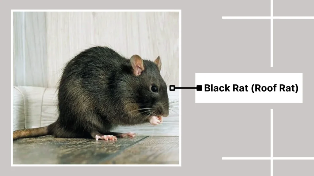 31 Common Types of Rats: Identification With Pictures