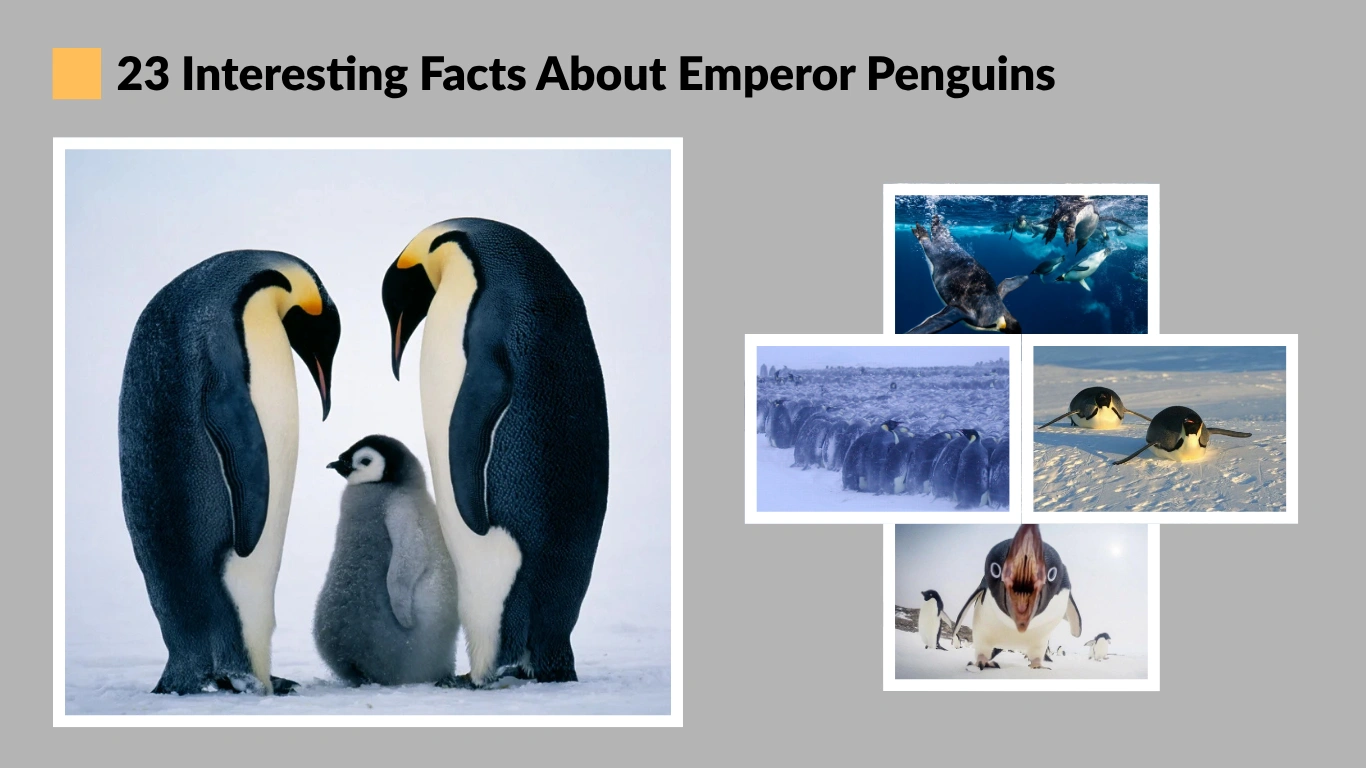 23 Interesting Facts About Emperor Penguins: You Need to Know