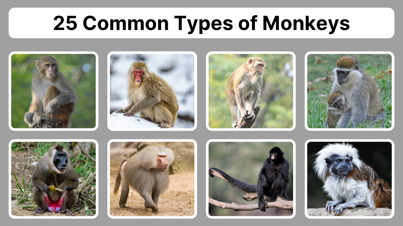 25 Common Types of Monkeys: Identification With Pictures