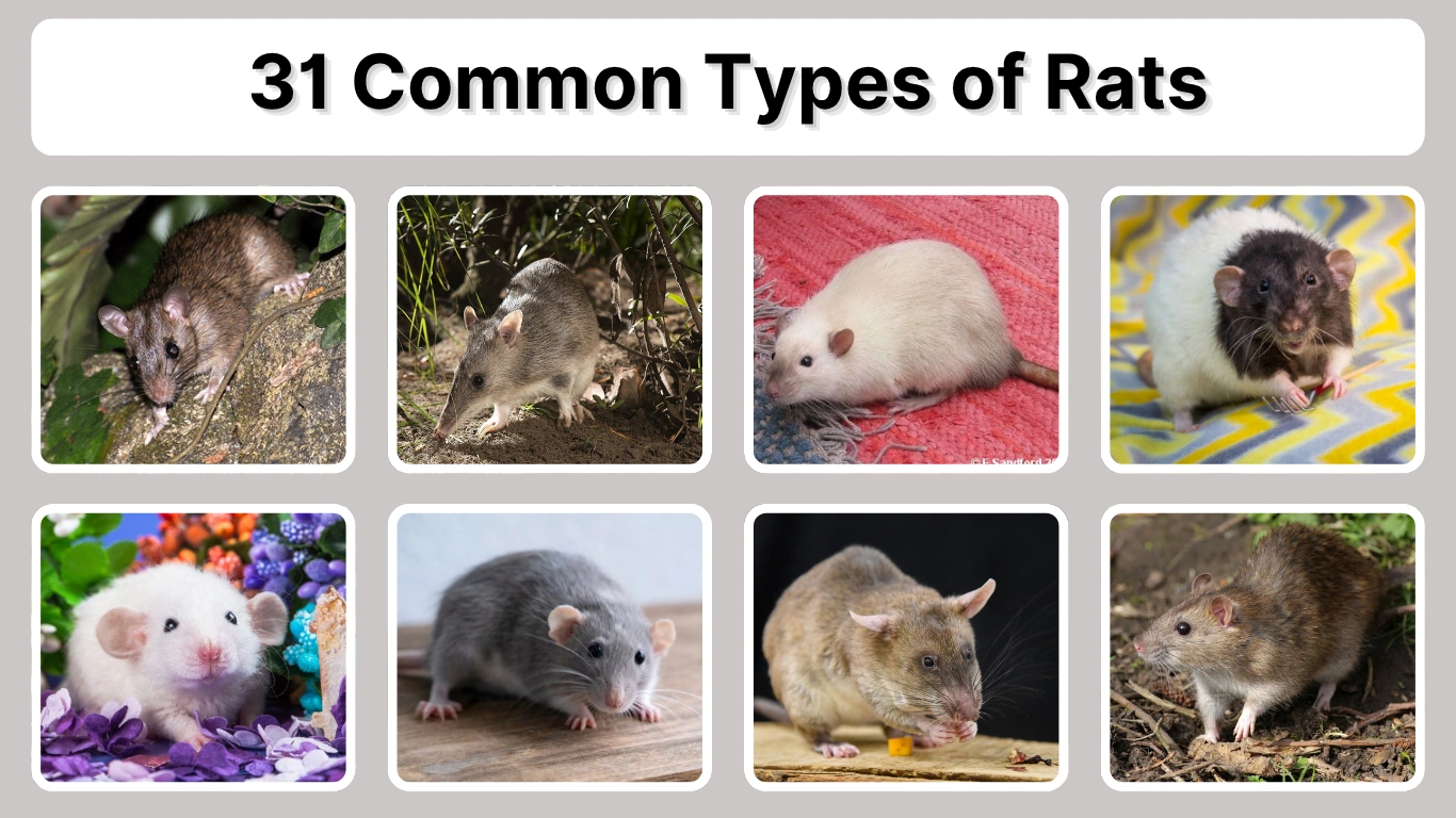 31 Common Types of Rats: Identification With Pictures