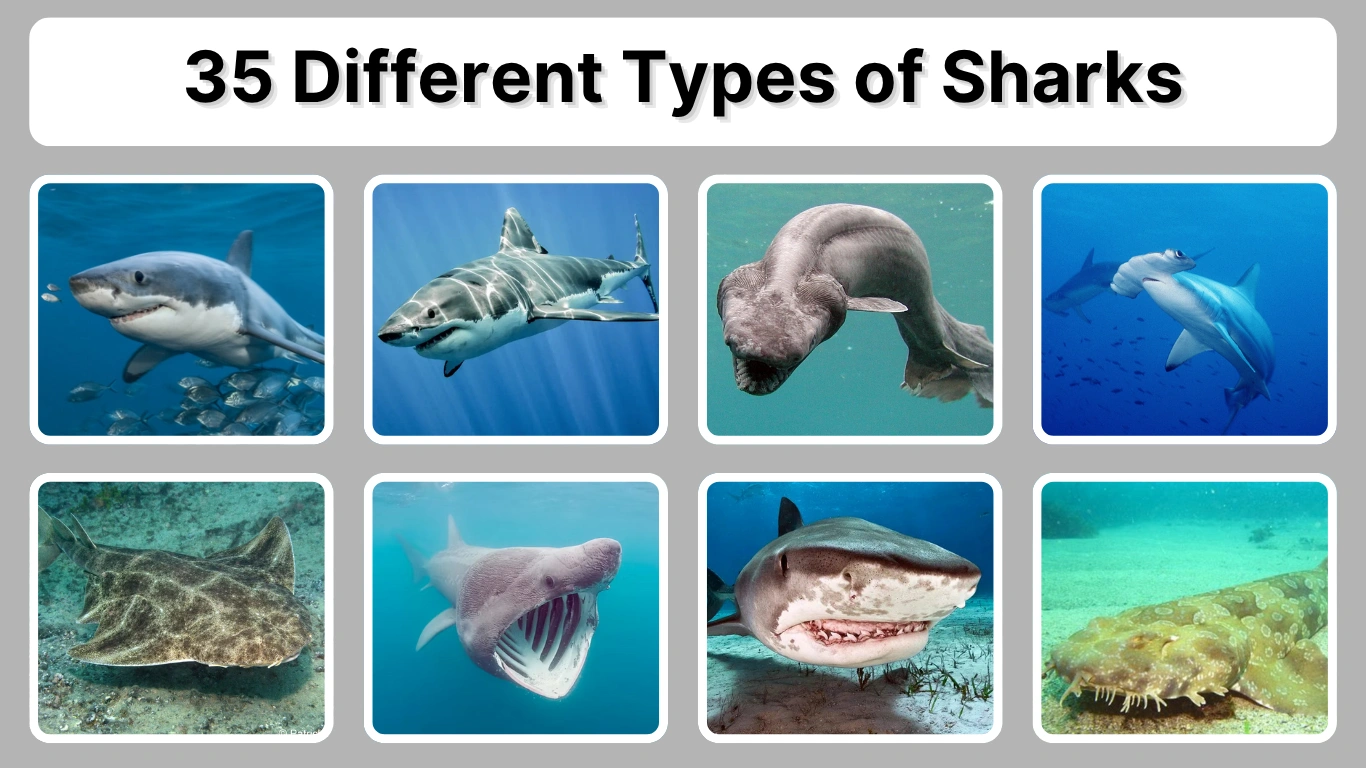 35 Different Types of Sharks: Identification with Pictures