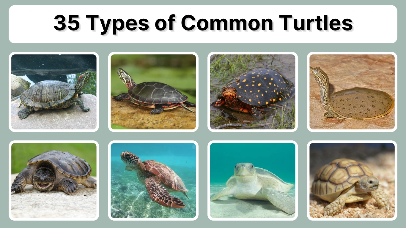 35 Types of Common Turtles: Identification with Name and Pictures
