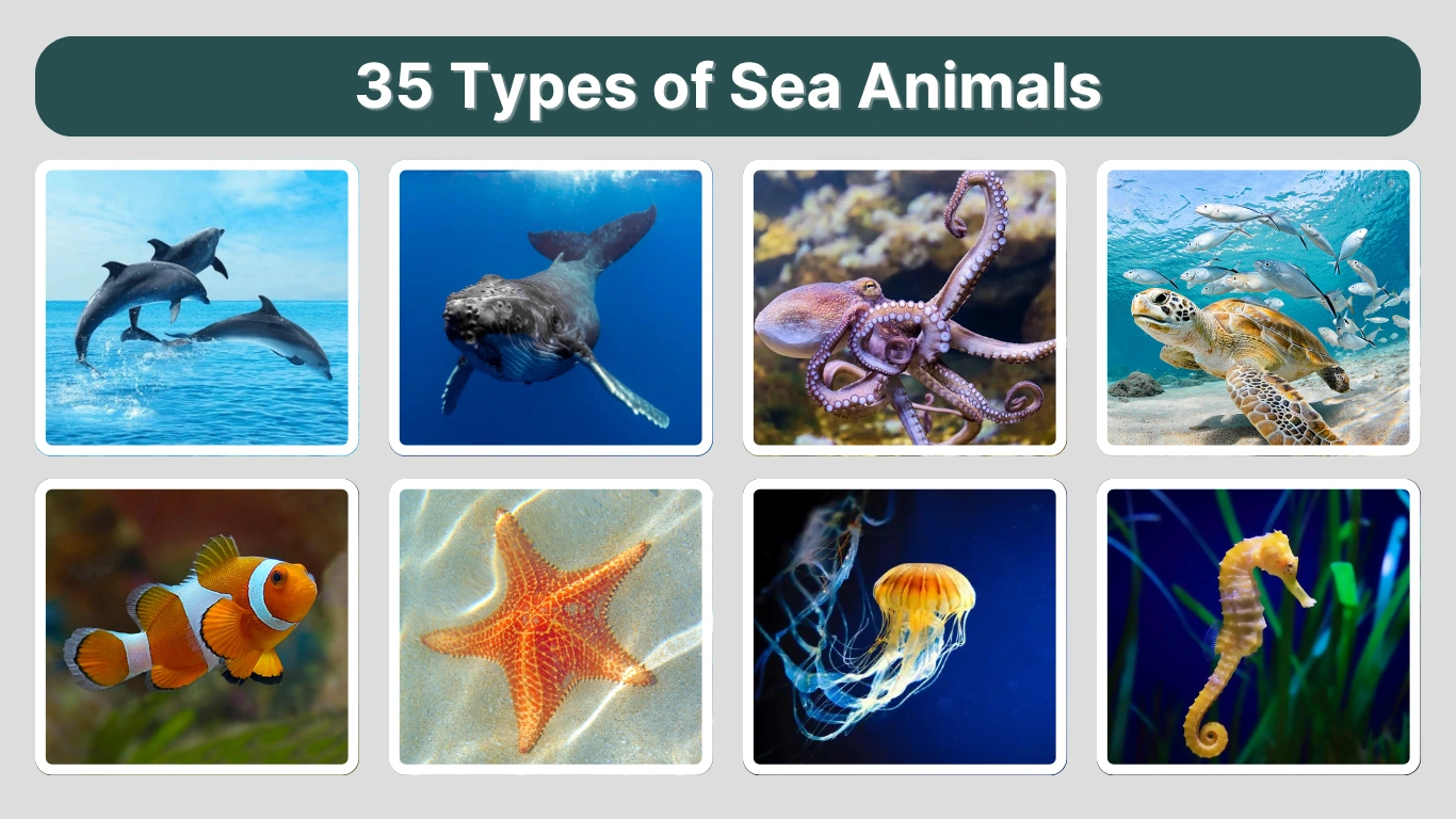 35 Types of Sea Animals: Identification with Pictures and Name