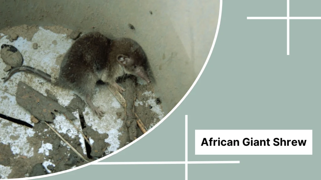 25 Types of Shrews: Identification With Pictures