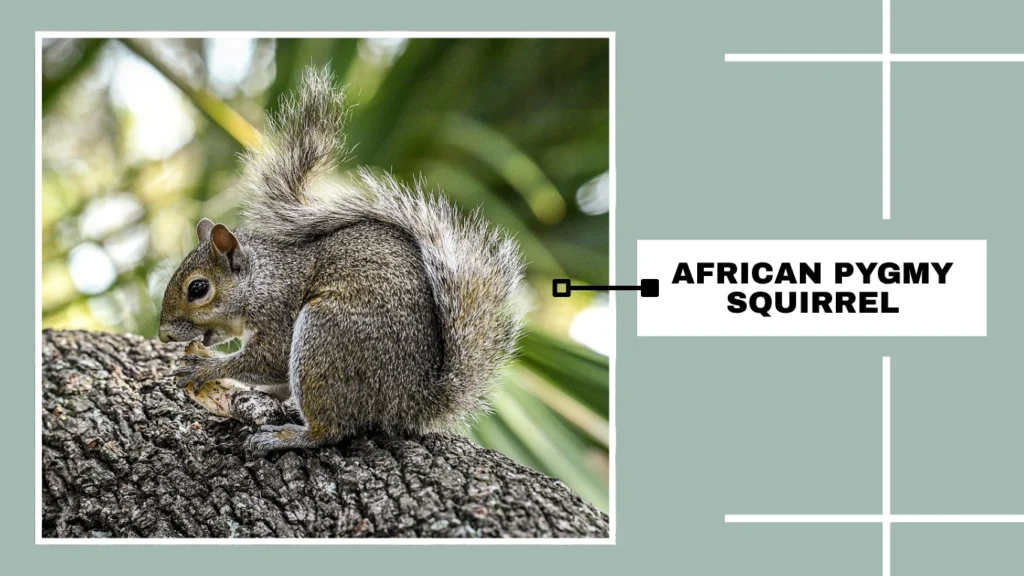 25 Types of Squirrels: Identification with Pictures