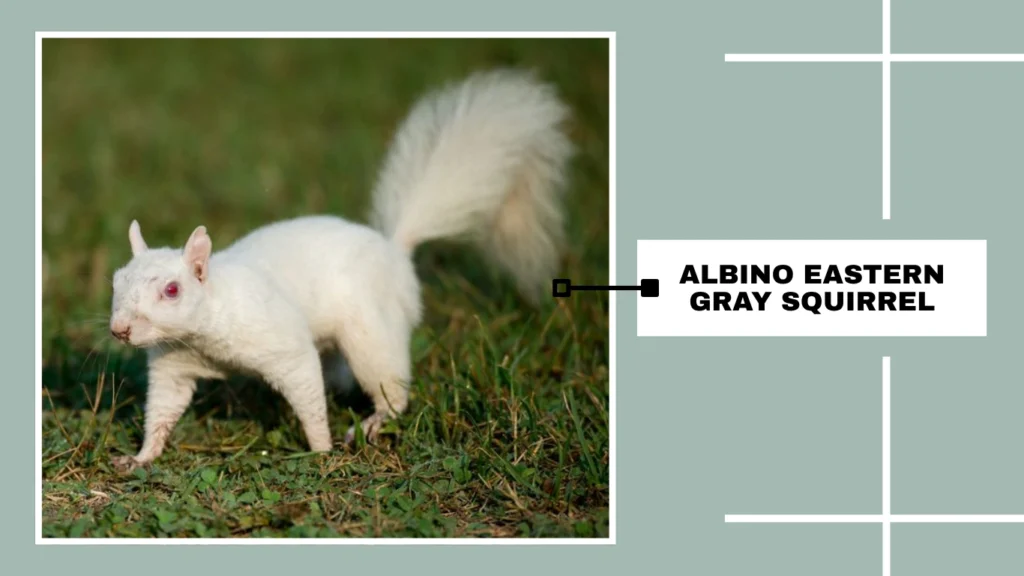 25 Types of Squirrels: Identification with Pictures