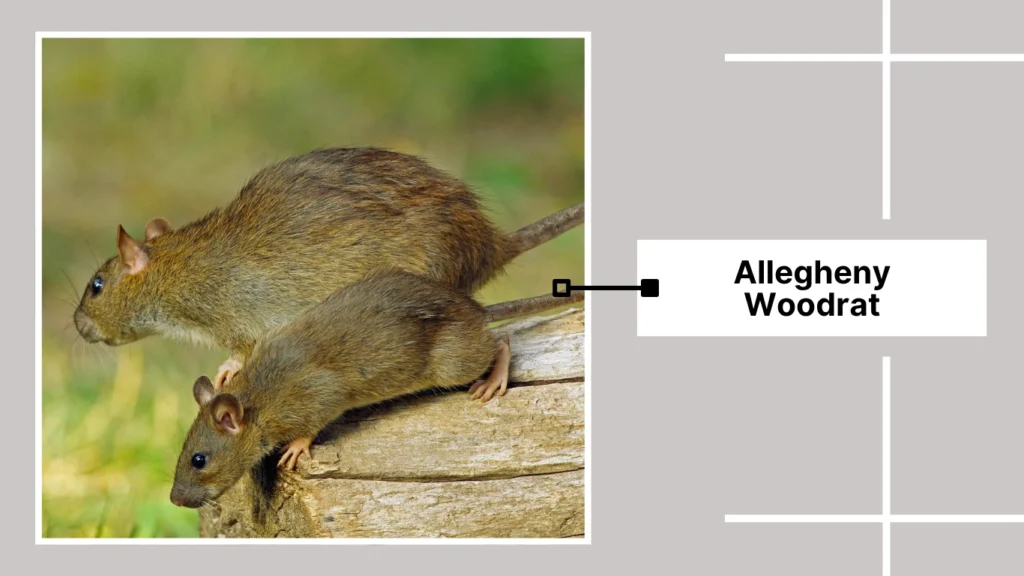 31 Common Types of Rats: Identification With Pictures