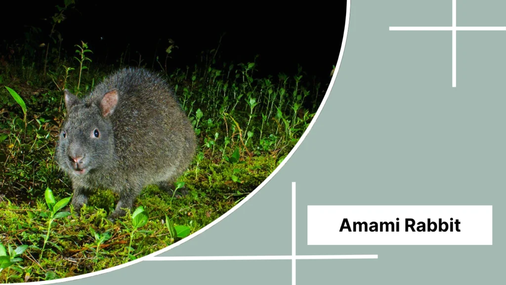 25 Types of Rabbits: Identification with Pictures and Names