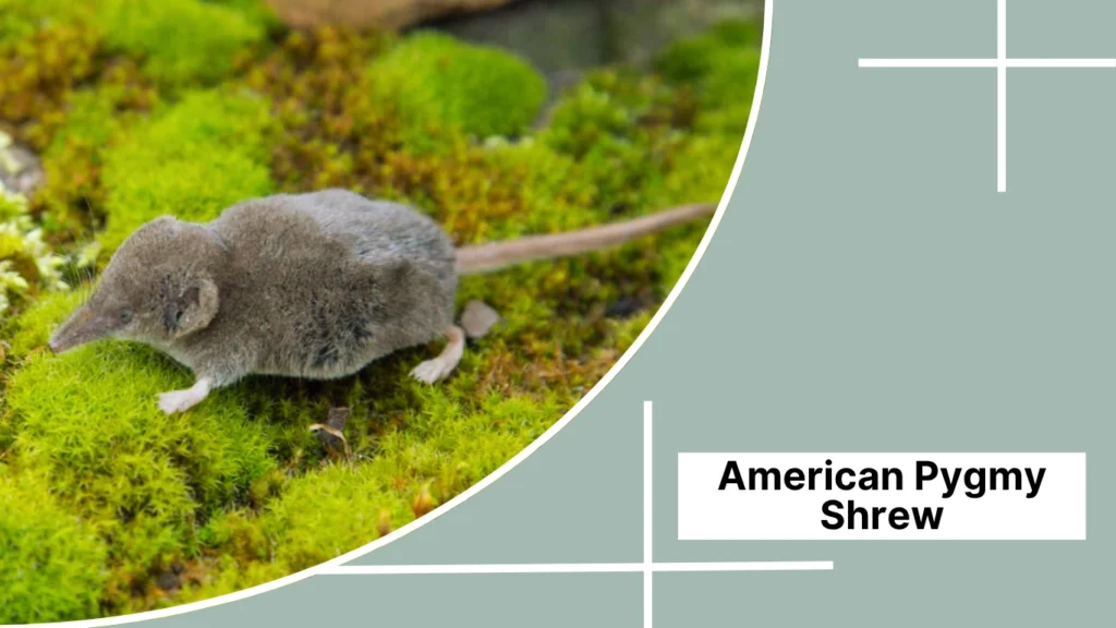 25 Types of Shrews: Identification With Pictures