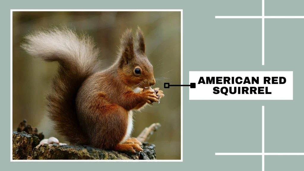25 Types of Squirrels: Identification with Pictures