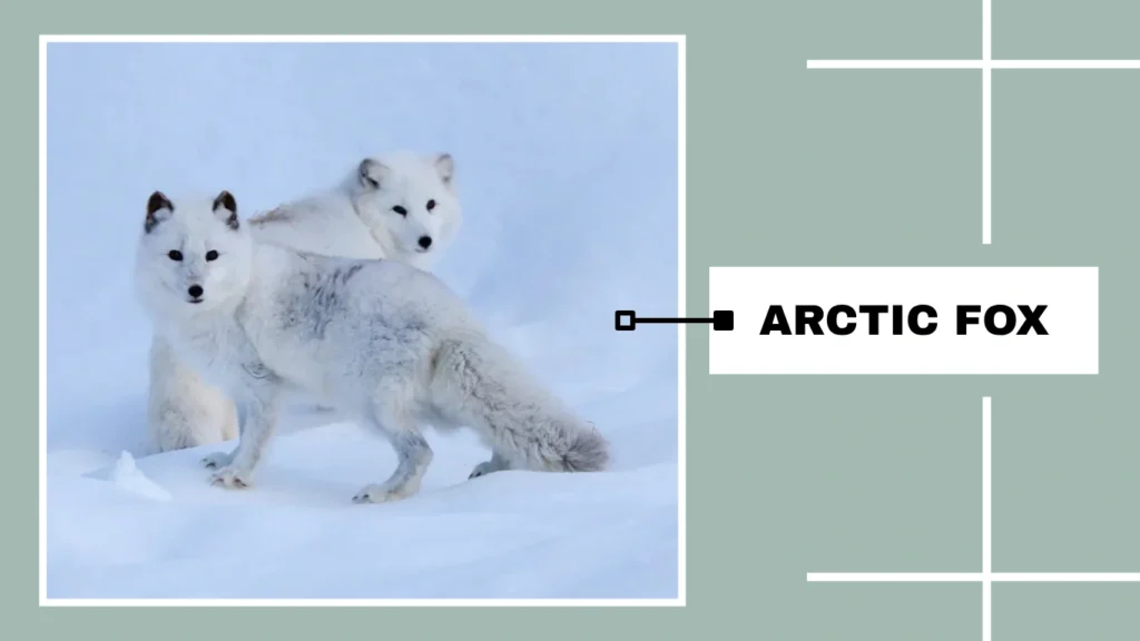 15 Types of Fox: Unique Species, Traits, and Habitats