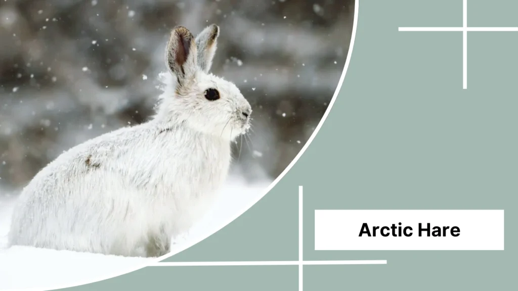 25 Types of Rabbits: Identification with Pictures and Names