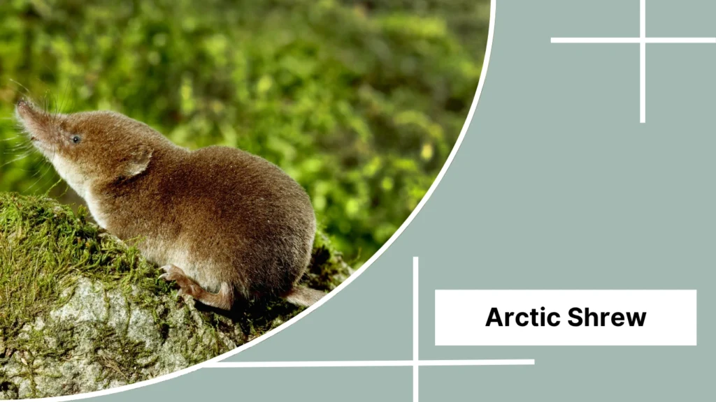 25 Types of Shrews: Identification With Pictures