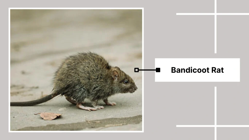 31 Common Types of Rats: Identification With Pictures