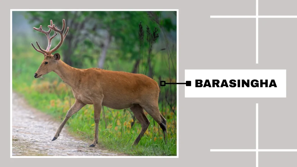 25 Common Types of Deer: Identification With Pictures