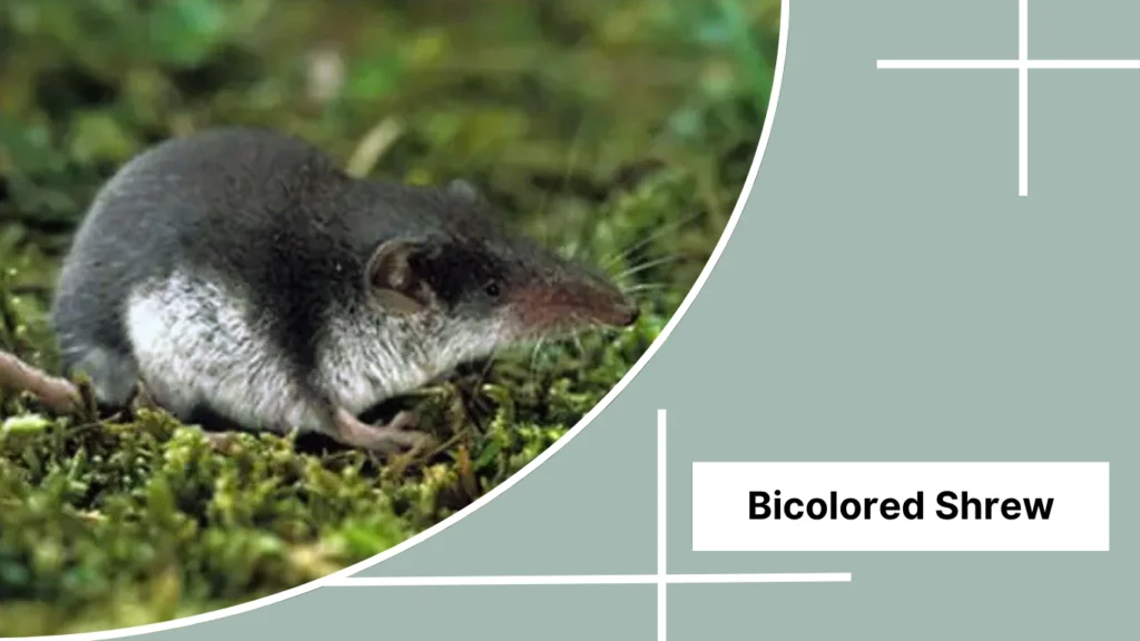 25 Types of Shrews: Identification With Pictures