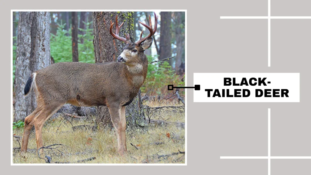 25 Common Types of Deer: Identification With Pictures