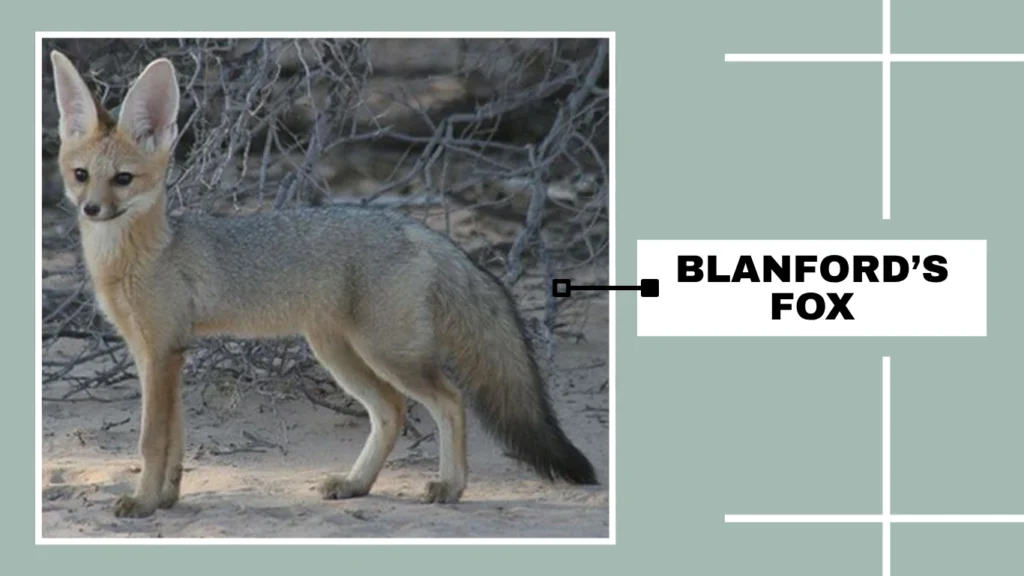 15 Types of Fox: Unique Species, Traits, and Habitats