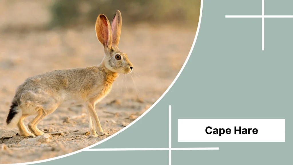 25 Types of Rabbits: Identification with Pictures and Names