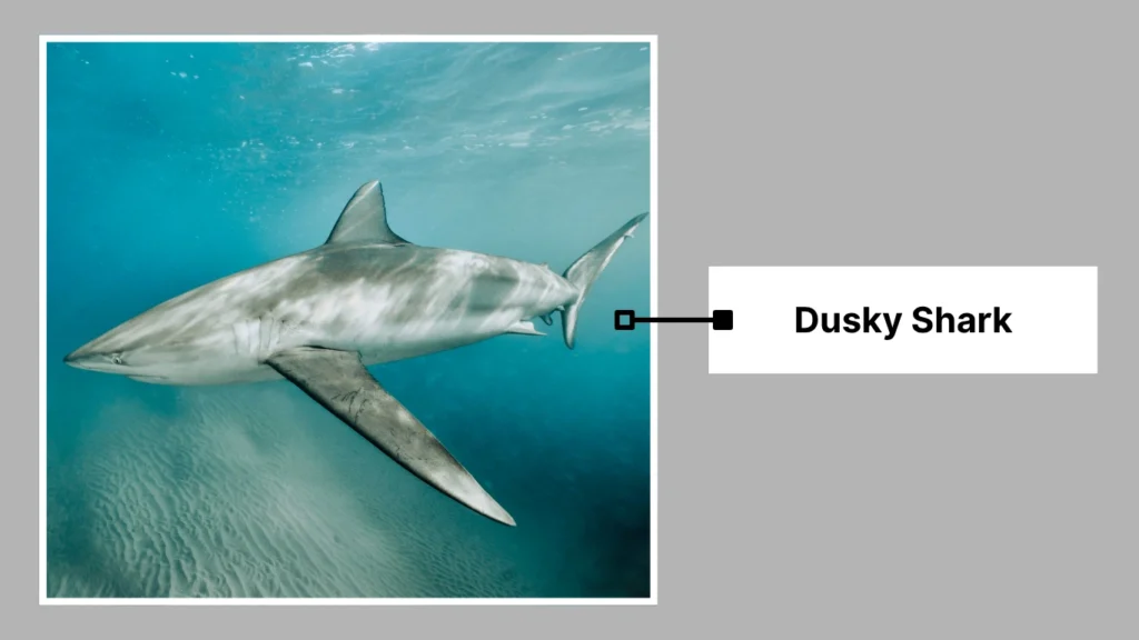 35 Different Types of Sharks: Identification with Pictures