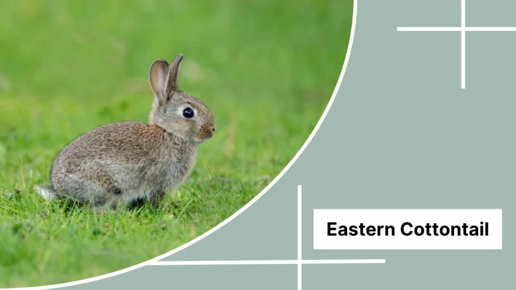 25 Types of Rabbits: Identification with Pictures and Names