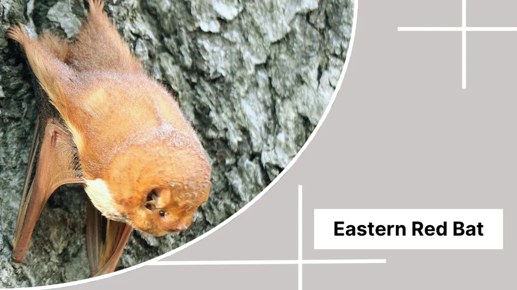 25 Unique Types of Bats: Identification with Pictures