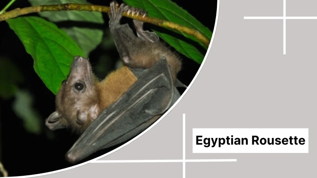 25 Unique Types of Bats: Identification with Pictures