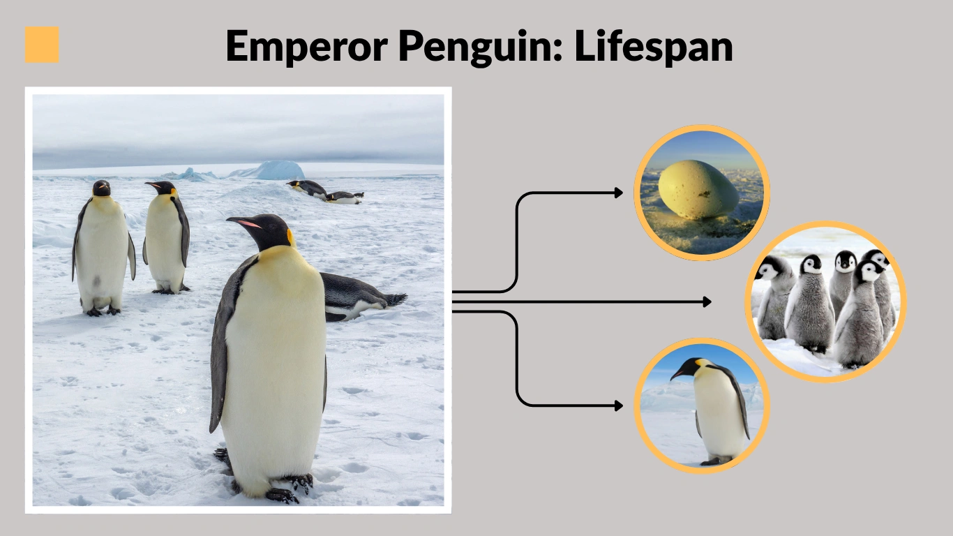 23 Interesting Facts About Emperor Penguins: You Need to Know
