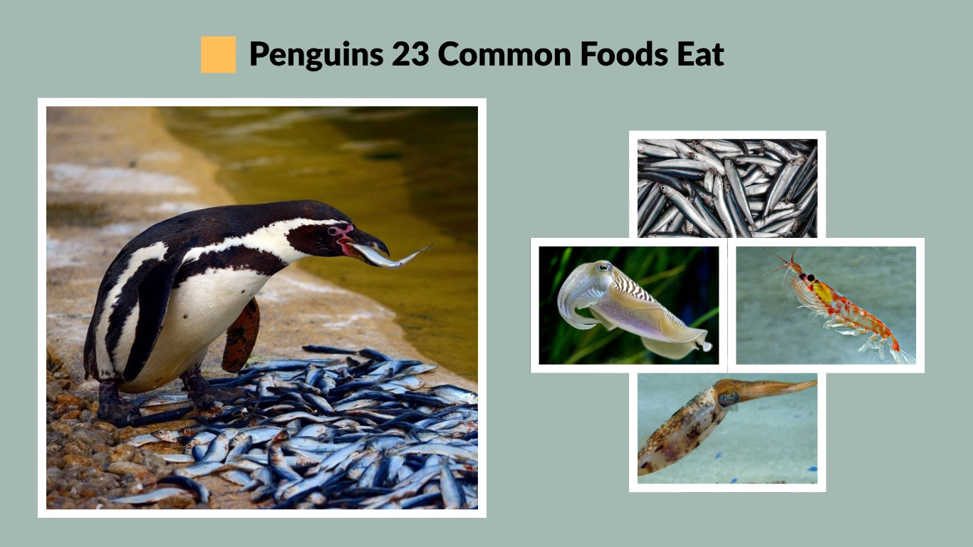 What Do Penguins Eat? 23 Common Foods They Love in the Wild