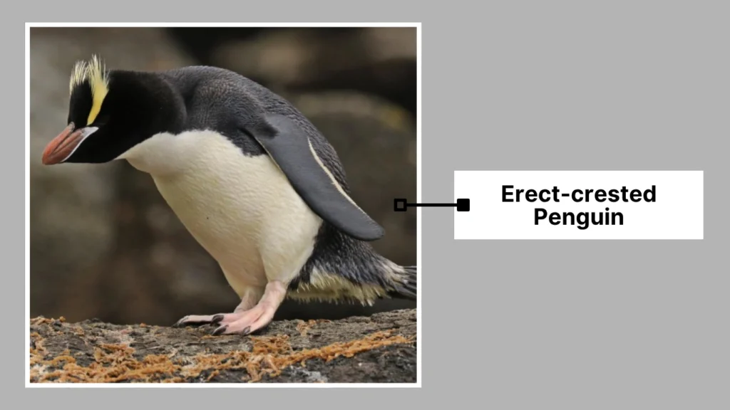 15 Types of Penguins: Identification with Pictures and Names