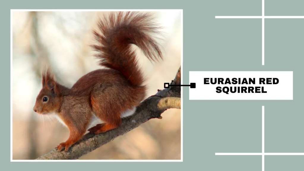 25 Types of Squirrels: Identification with Pictures
