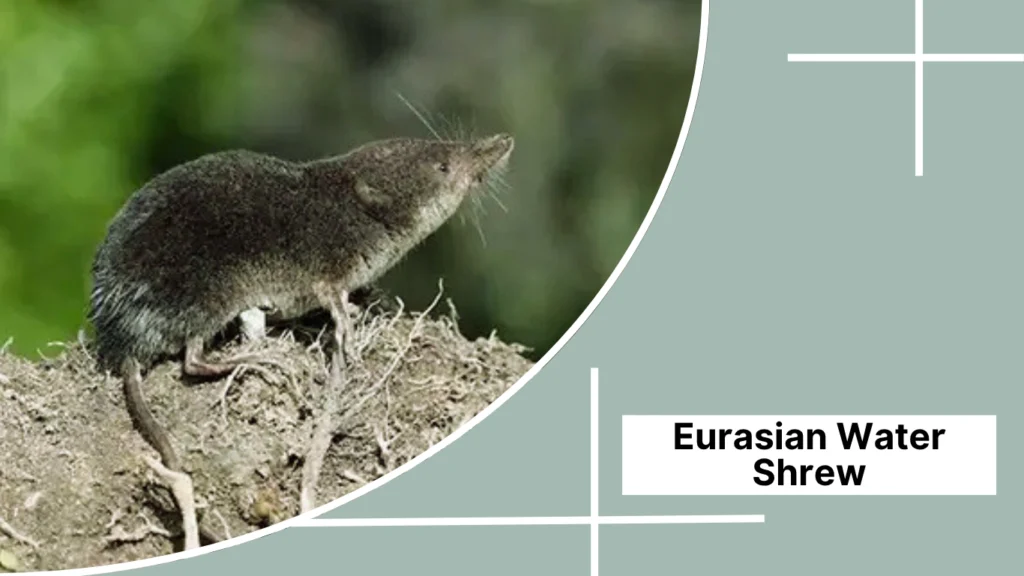 25 Types of Shrews: Identification With Pictures