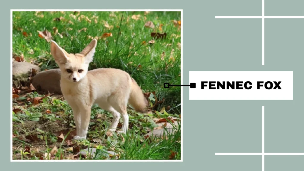 15 Types of Fox: Unique Species, Traits, and Habitats