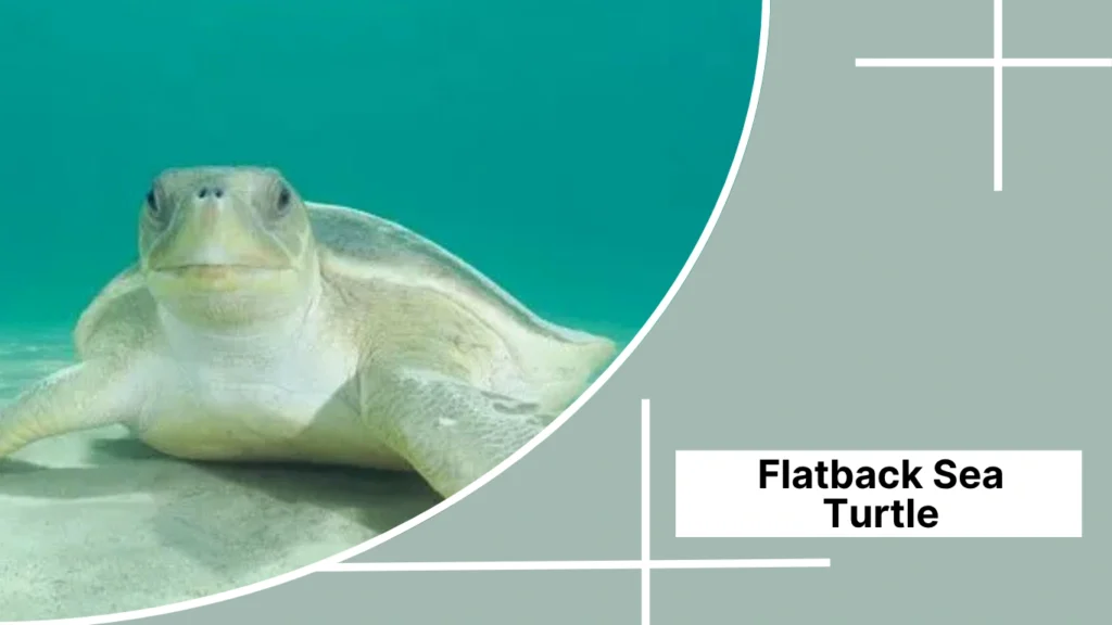 35 Types of Common Turtles: Identification with Name and Pictures