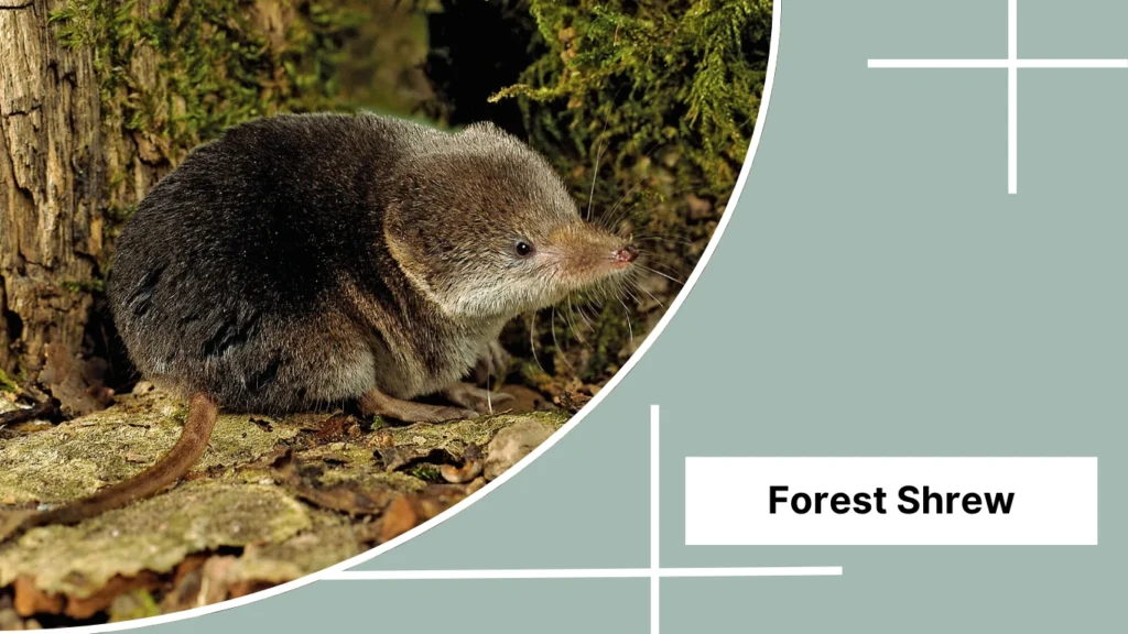 25 Types of Shrews: Identification With Pictures