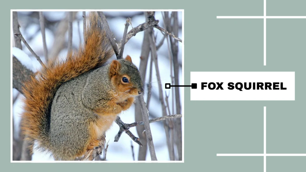 25 Types of Squirrels: Identification with Pictures