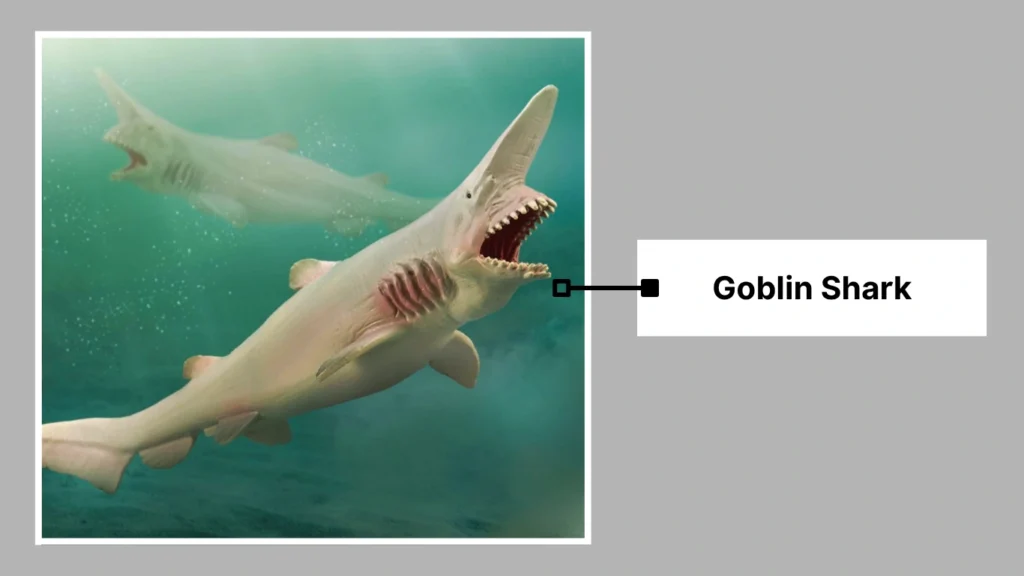 35 Different Types of Sharks: Identification with Pictures