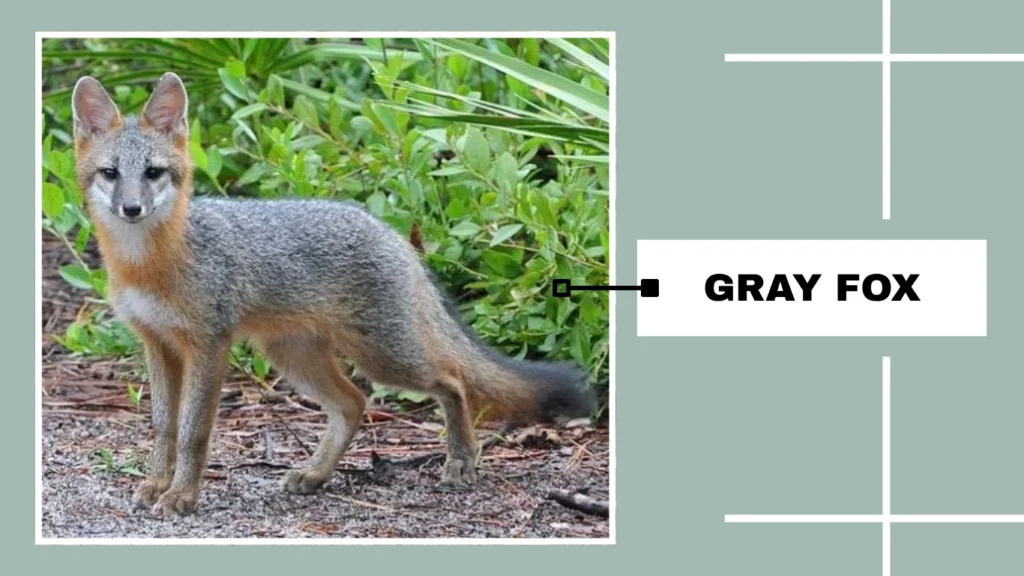 15 Types of Fox: Unique Species, Traits, and Habitats