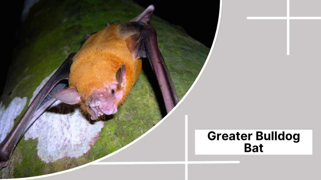 25 Unique Types of Bats: Identification with Pictures