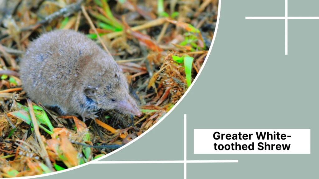 25 Types of Shrews: Identification With Pictures