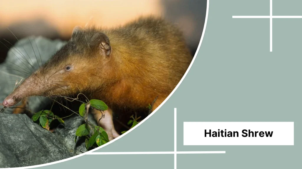 25 Types of Shrews: Identification With Pictures