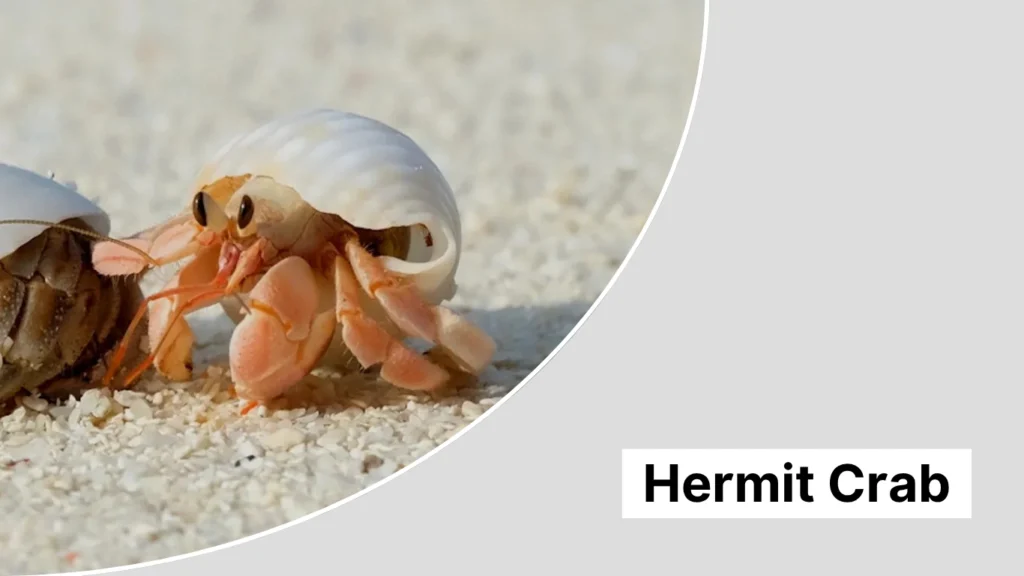 35 Types of Sea Animals: Identification with Pictures and Name