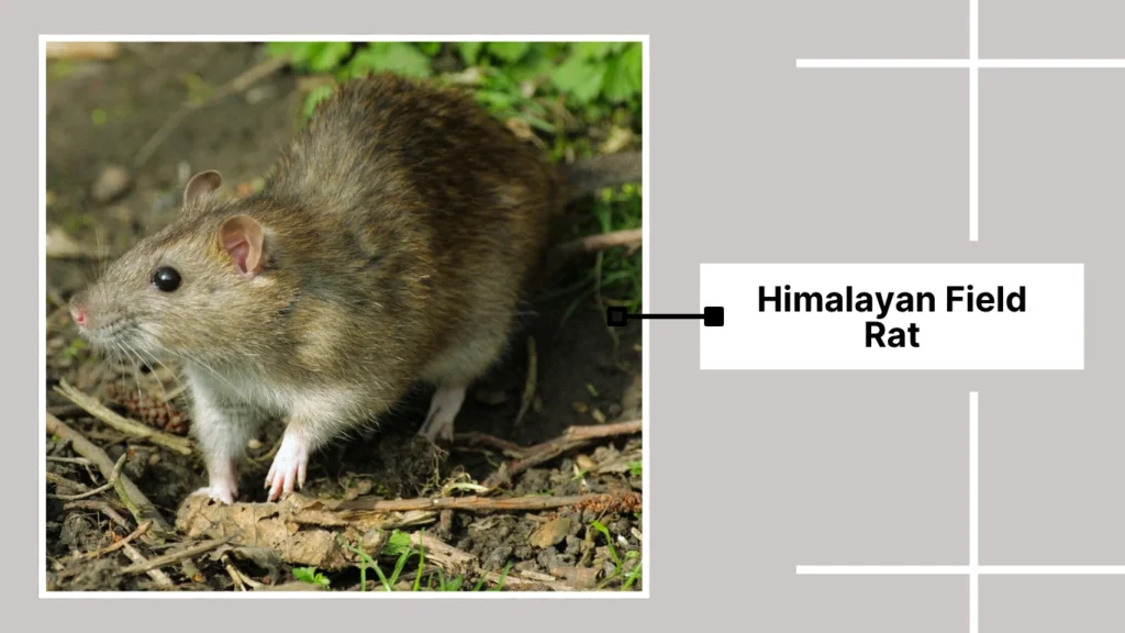 31 Common Types of Rats: Identification With Pictures