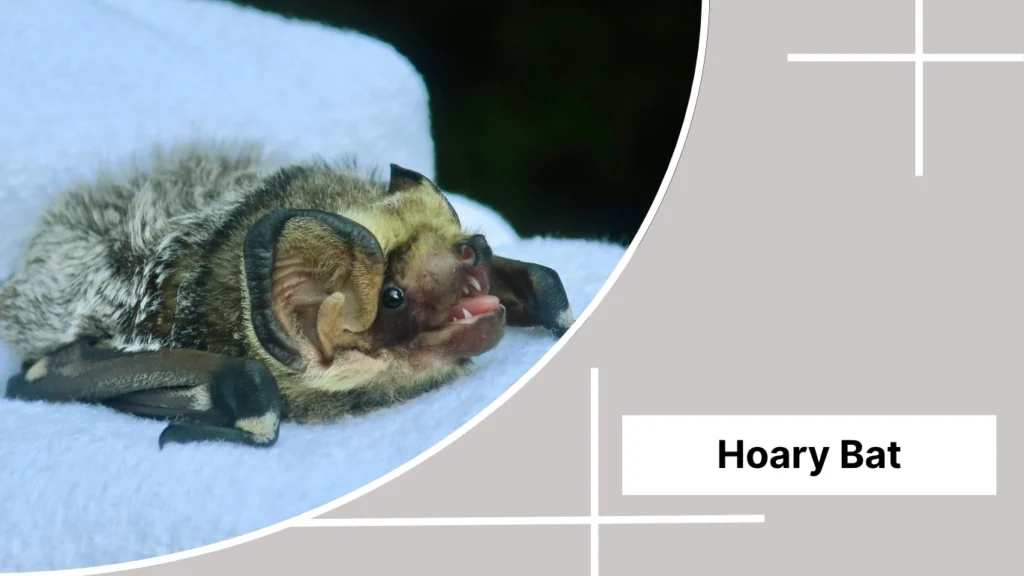 25 Unique Types of Bats: Identification with Pictures