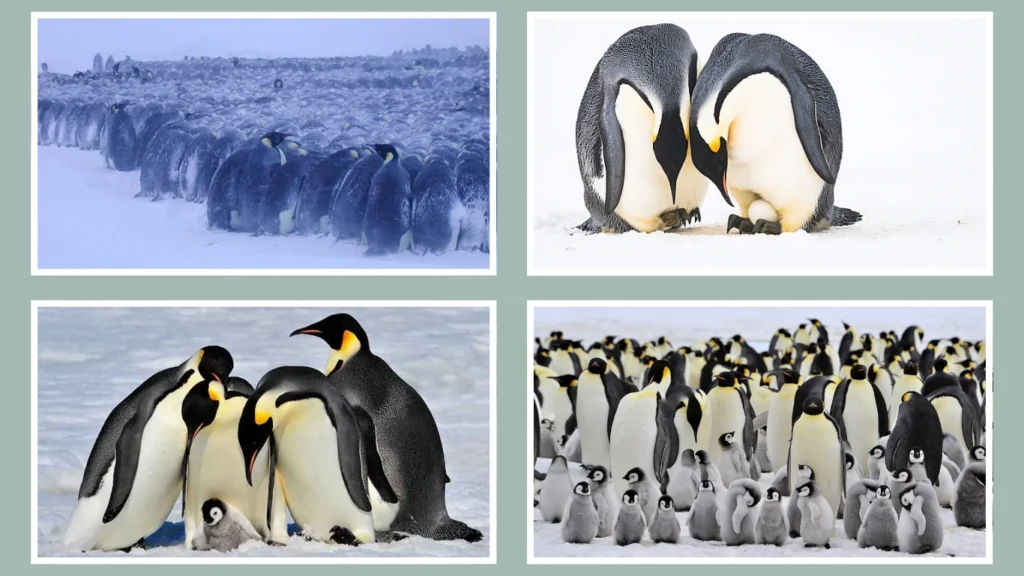 Where Do Emperor Penguins Live? Habitat & Lifespan