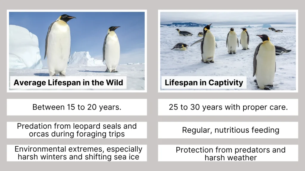 Emperor Penguin: Lifespan, Habitat, Father’s Role, Size & Height
