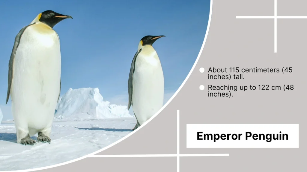 Emperor Penguin: Lifespan, Habitat, Father’s Role, Size & Height