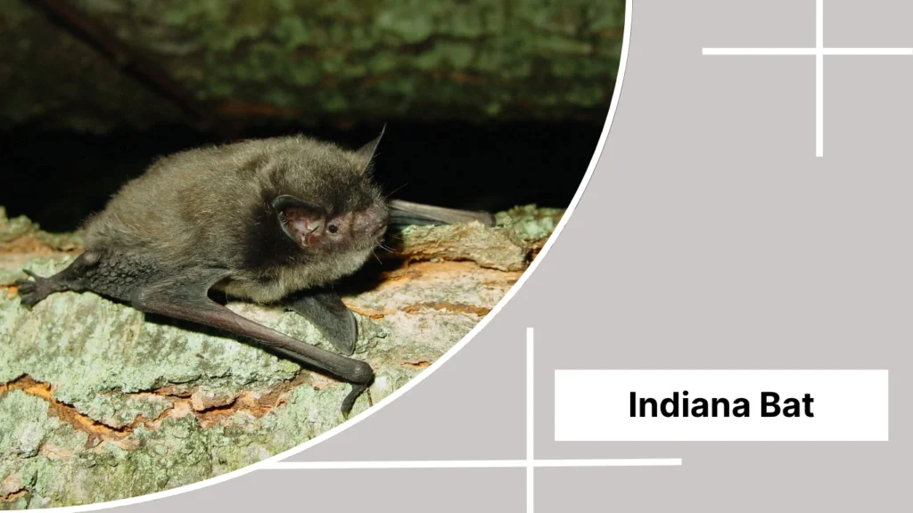 25 Unique Types of Bats: Identification with Pictures